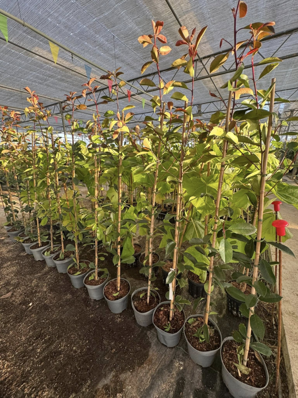 SUPERBES PHOTINIAS RED ROBIN ARBRE