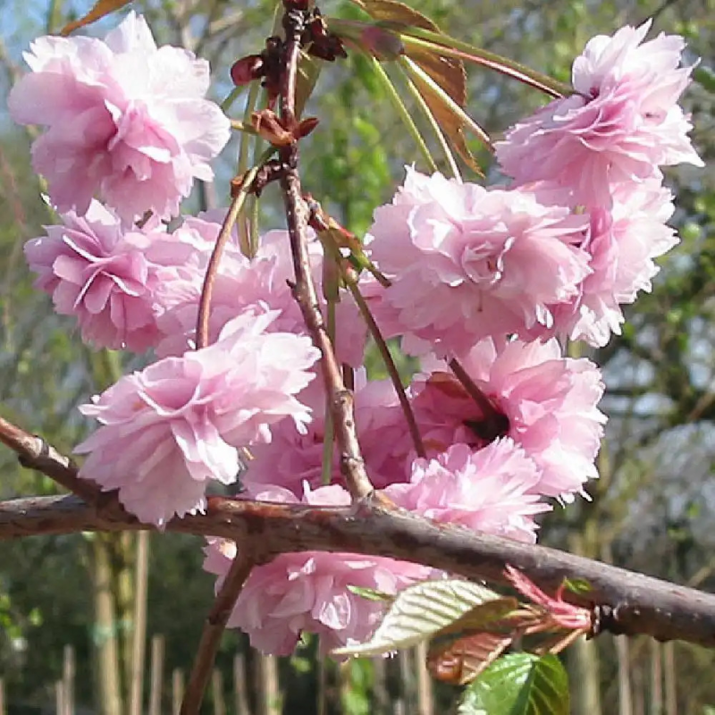 SUBLIMES CERISIERS DU JAPON KIKU SHIDARE ZAKURA
